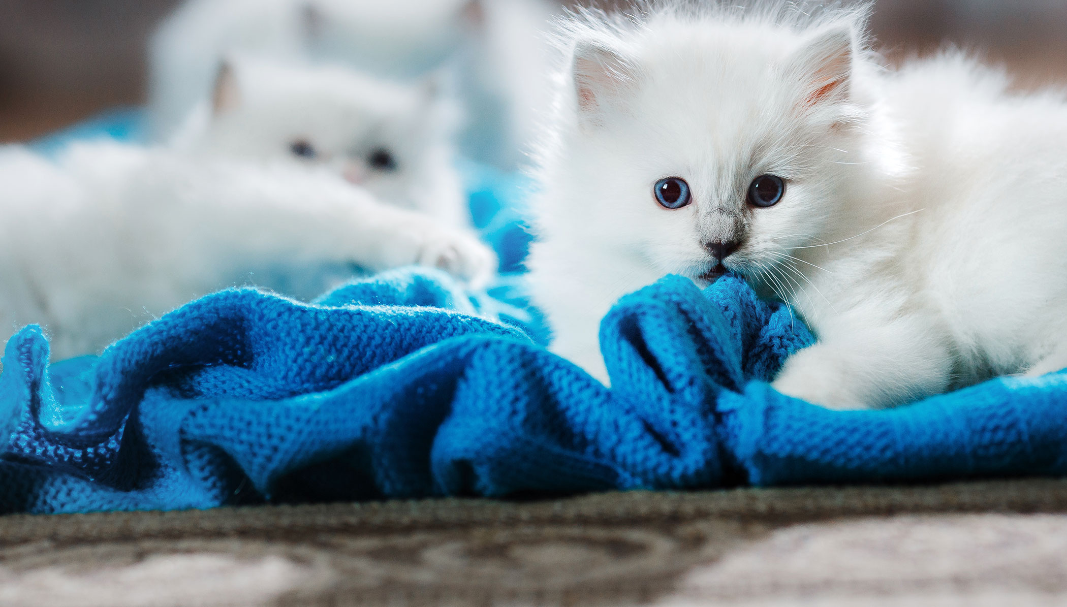 Contact Us | Animal Medical Center of Woodland Park